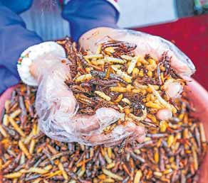 Chemical sprays, nutritional value and other facts about desert locusts ...