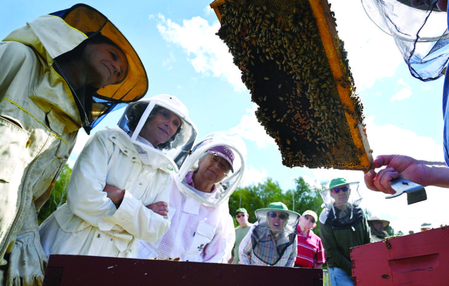 Participants in a Bee Fest program look for the queen bee in a frame ...