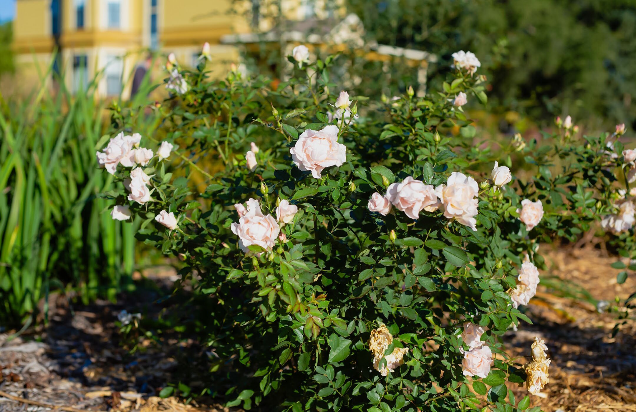 a morden blush shrub rose bush chris flynn the forum