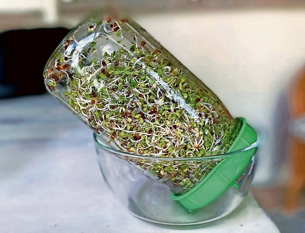 all you need to grow your own sprouts is a quart sized mason jar a ...