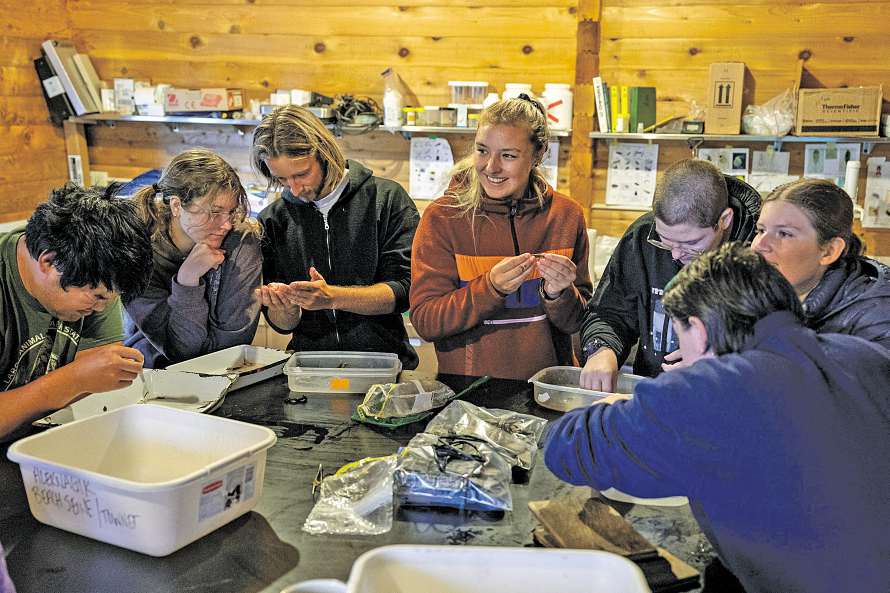 students examine small fish from lake aleknagik on july 20 at a ...