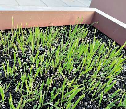 below cereal grasses make excellent cover crops and are cold tolerant ...