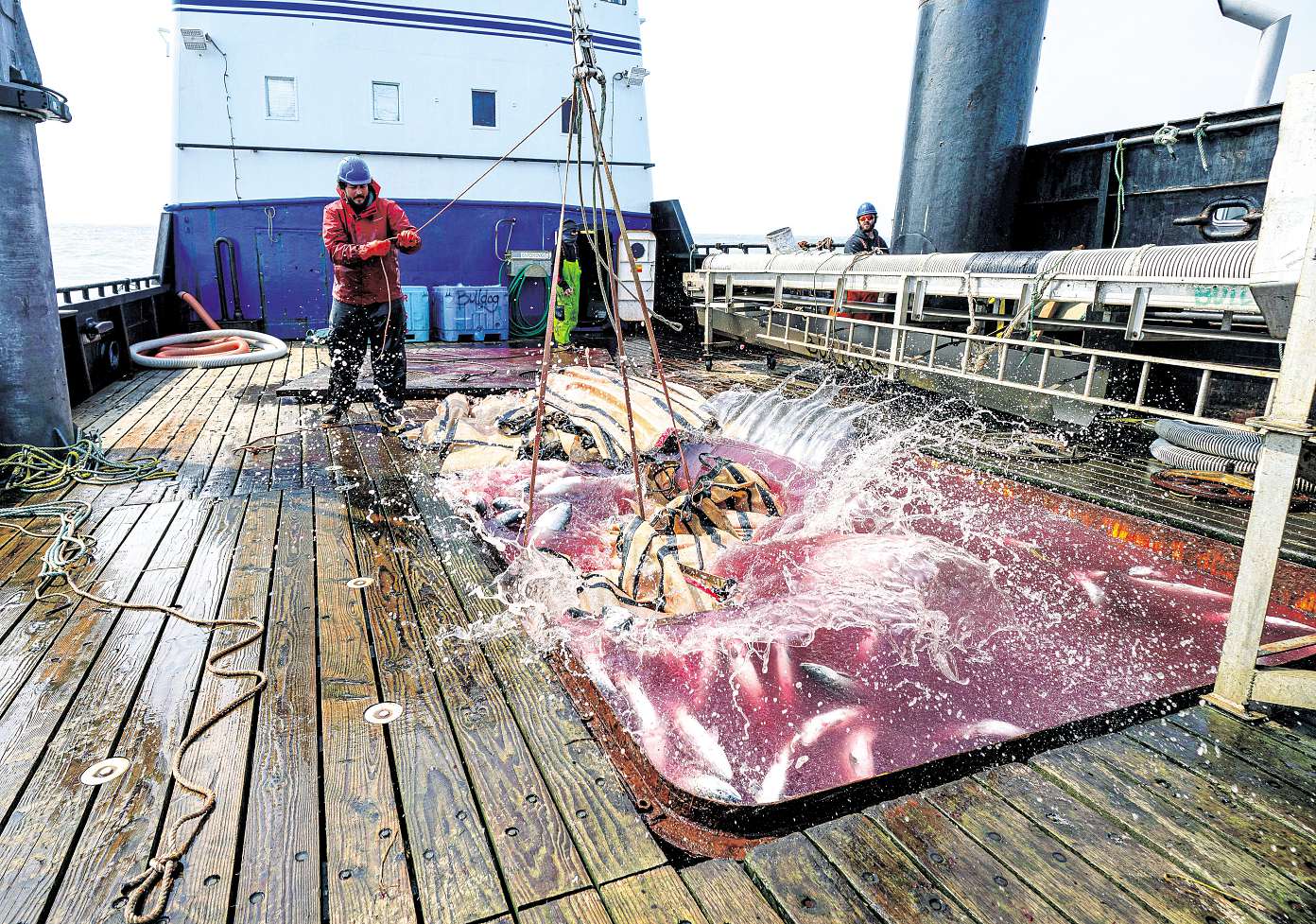 photos by loren holmes anchorage daily news will buttram drops a ...