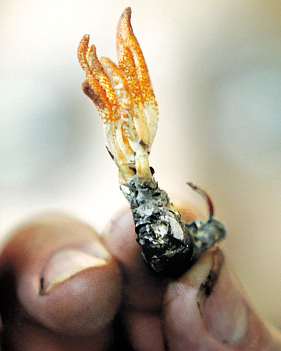 In the real world, Cordyceps militaris eats through a host insect, then ...