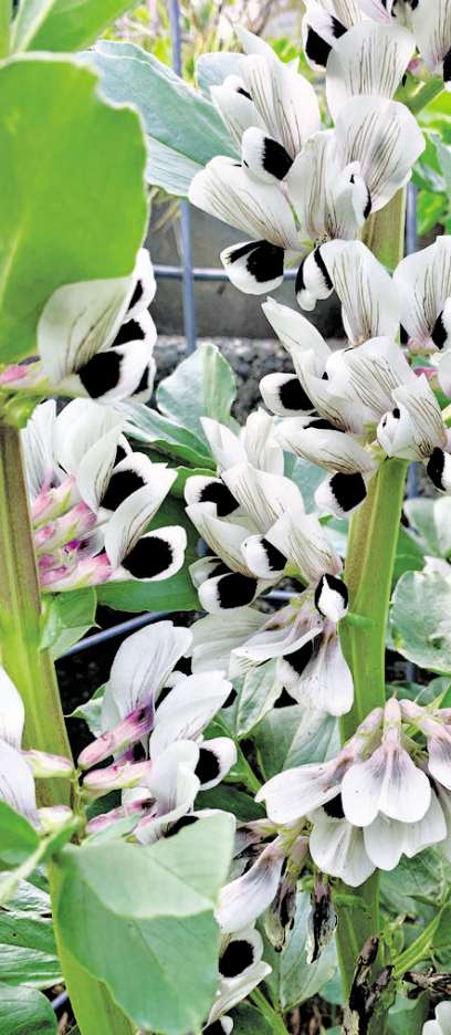 courtesy of erica browne grivas legumes like these fava beans are a ...