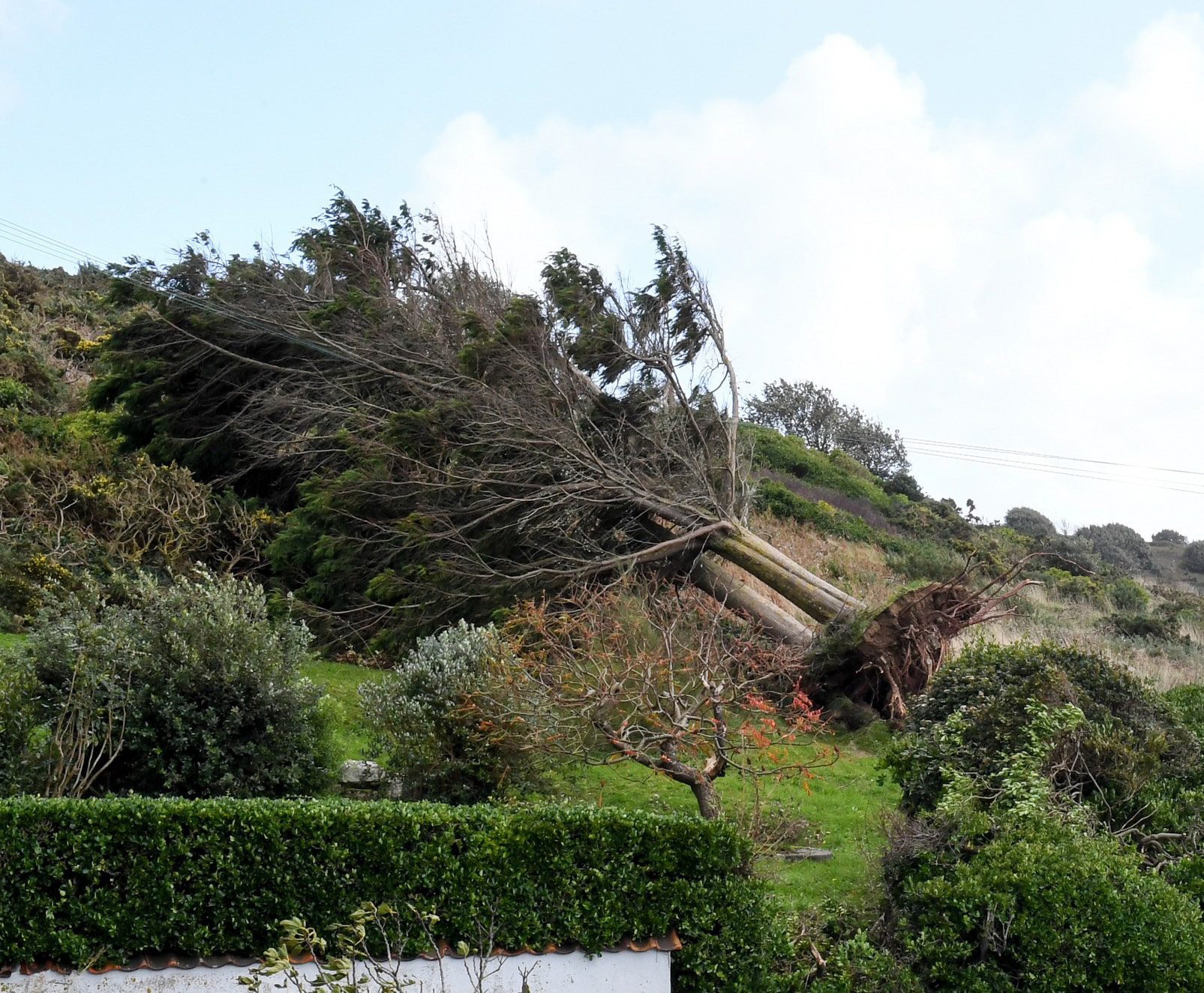an uprooted tree on mont matthieu in st ouen picture david ferguson ...