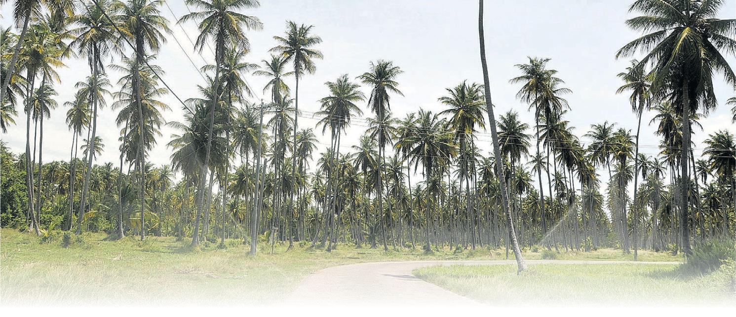 Constance Coconut estates, Icacos well maintained.