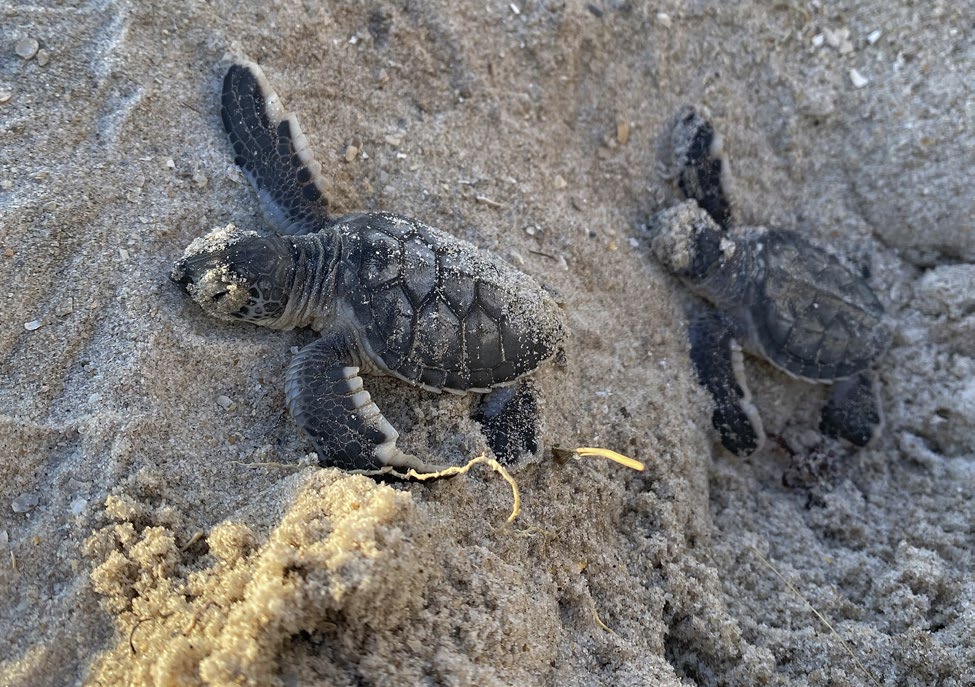 AP PHOTO/STELLA MARIS, FLORIDA SPACE COAST OFFICE OF TOURISM A pair of ...